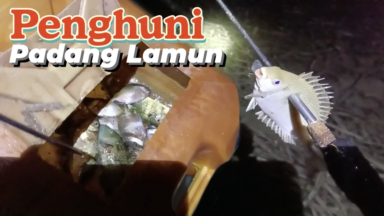 nembak ikan penghuni padang lamun ikan baronang alias ikan sadar - YouTube