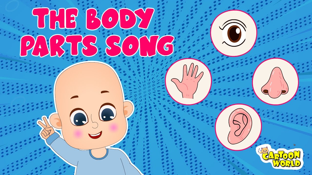 The Body Parts Song| Cartoon World Animation - YouTube