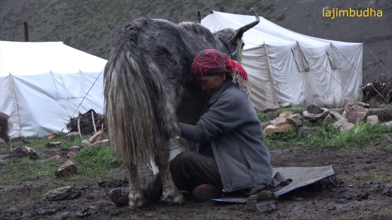 milking in the himalayan yak farm || Nepal || dolpa || lajimbudha ...