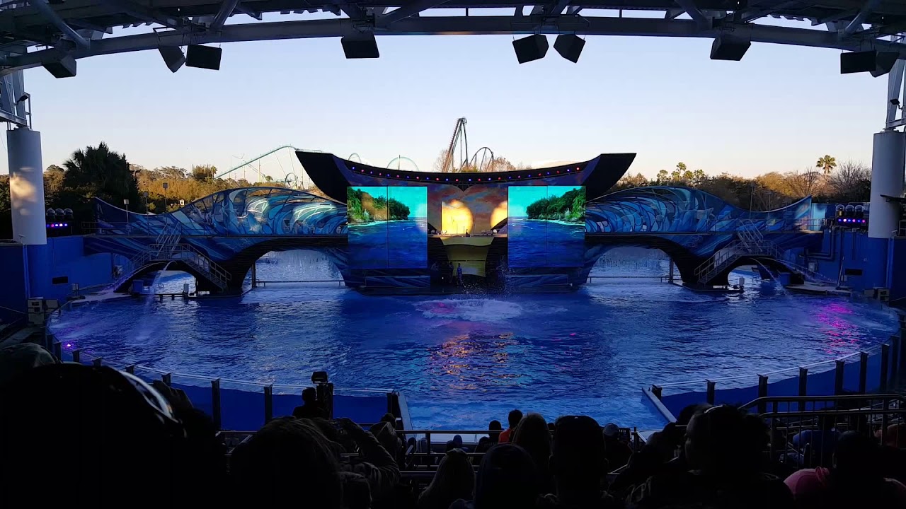 shamu show 4k 2019 - YouTube