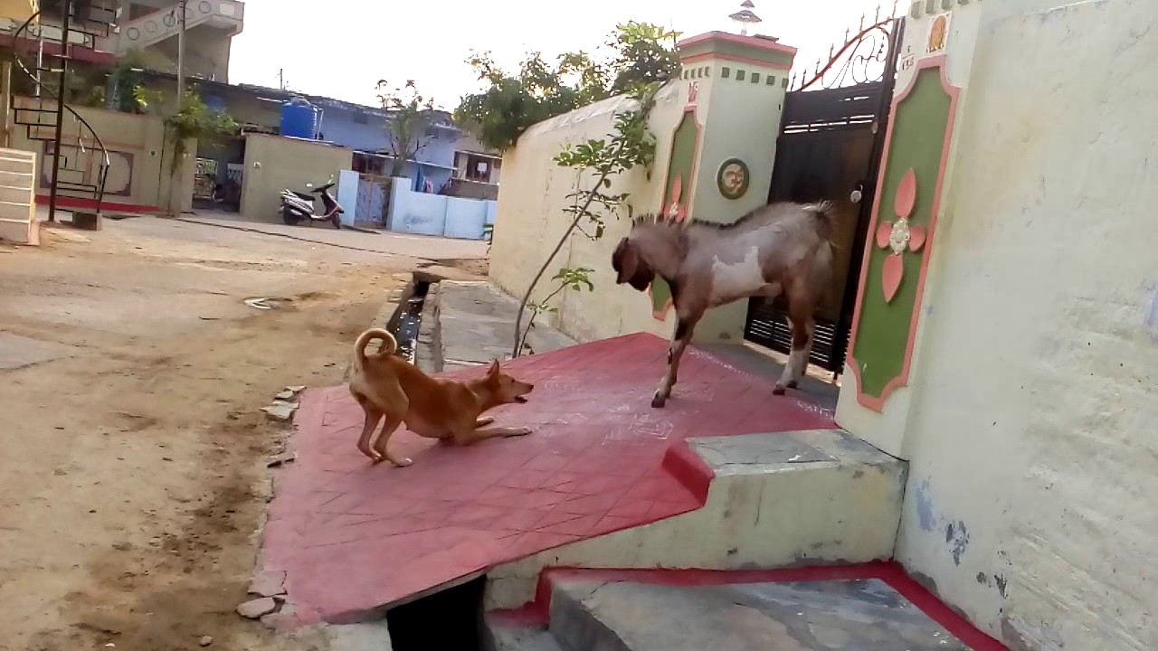 Dog vs goat......... Fight - YouTube
