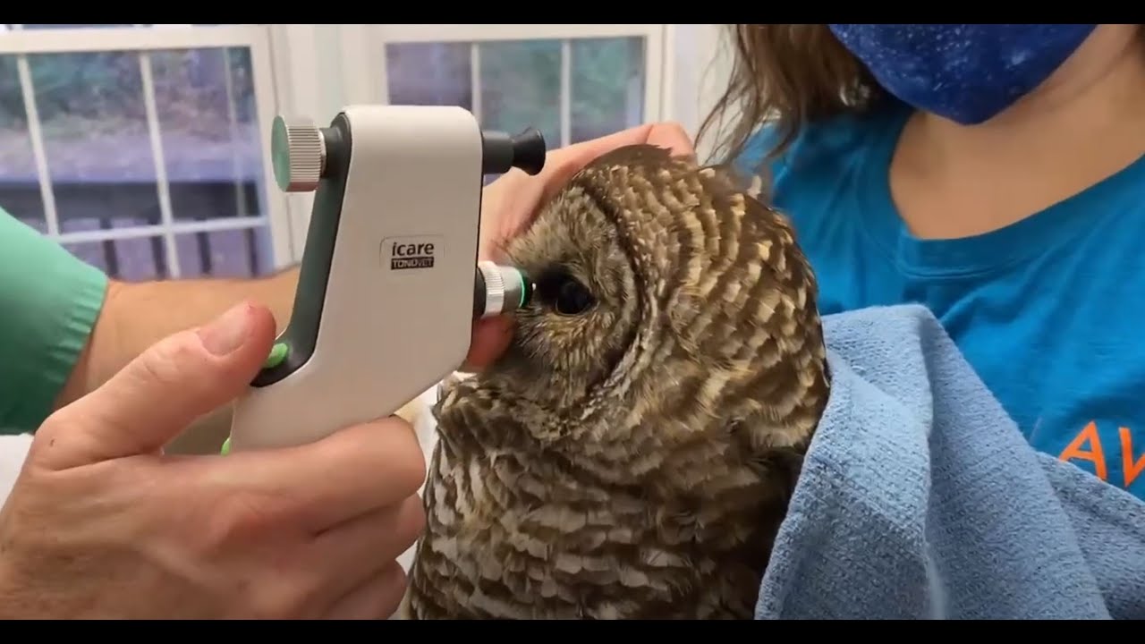 Owl's eye pressure measured with the TONOVET Plus tonometer - YouTube