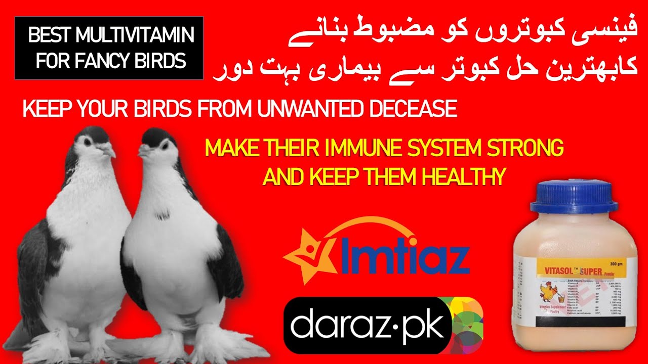 Best Multivitamin for Birds, Vitasol Super / #Pigeon #birds - YouTube