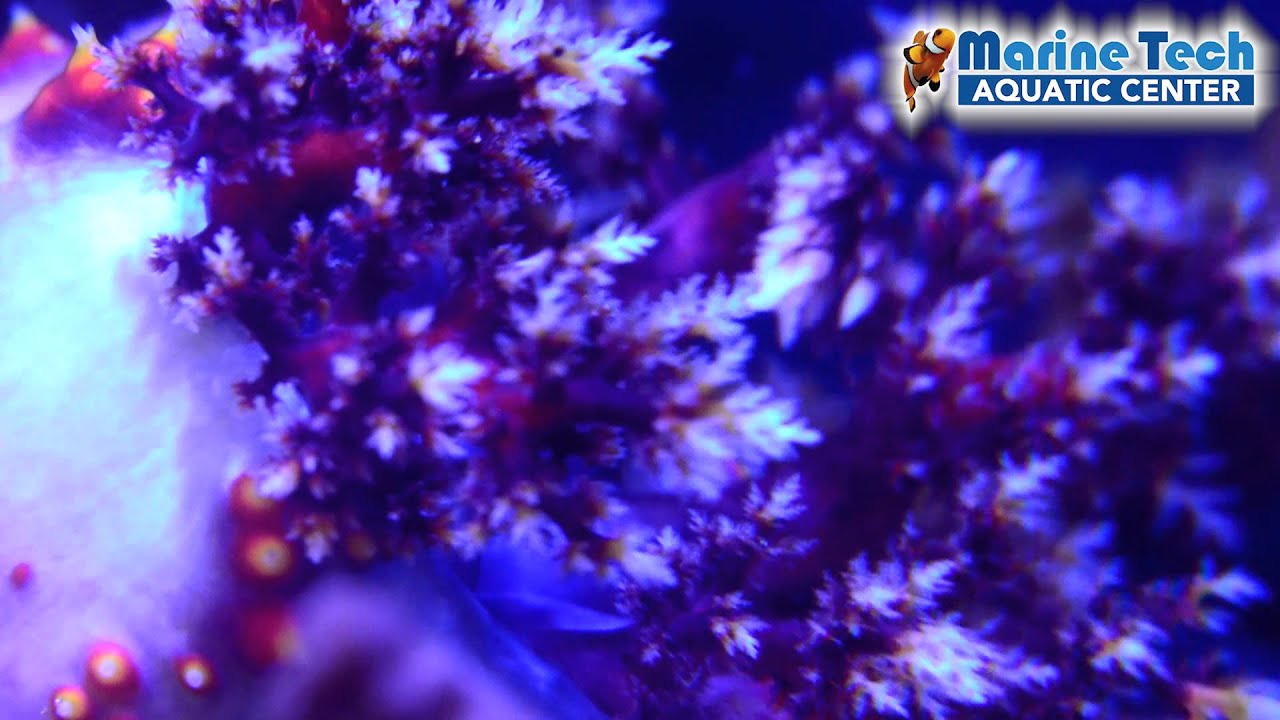 Sea Apple opening and feeding - YouTube