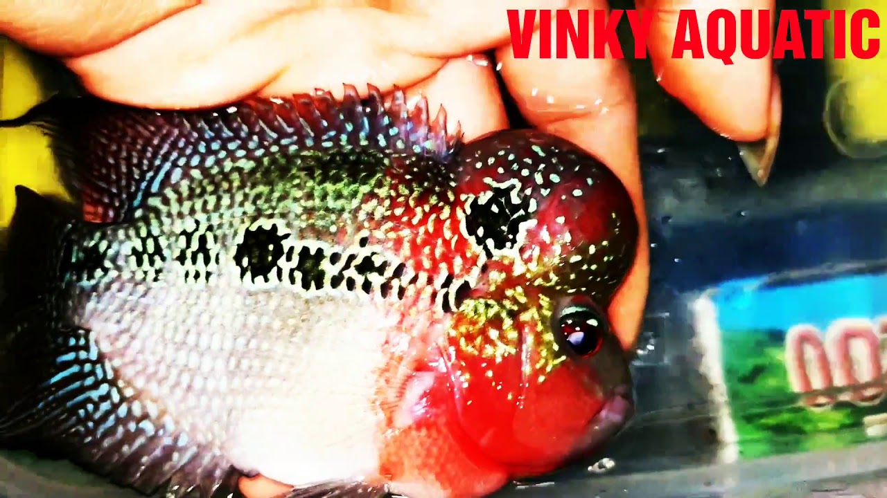 LOUHAN SRD IMPORT - YouTube