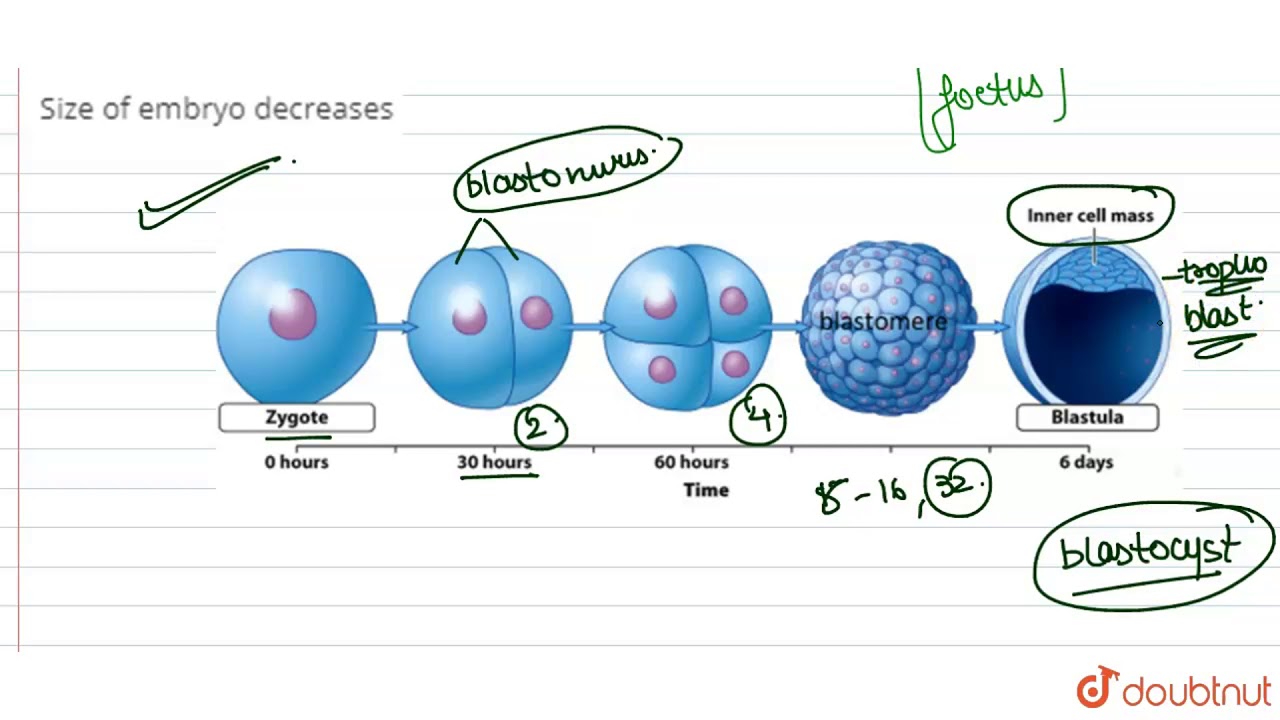 What is true for Cleavage ? - YouTube