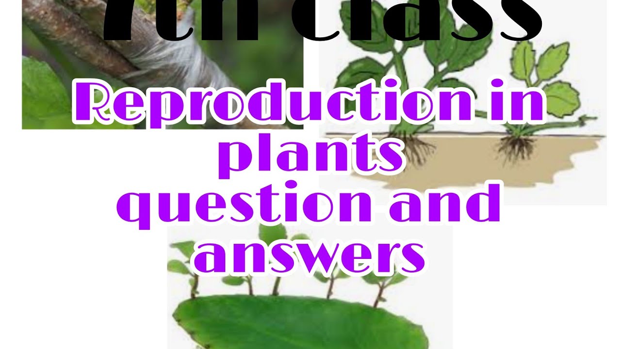 7th class General science, Reproduction in plants, Question and answers ...