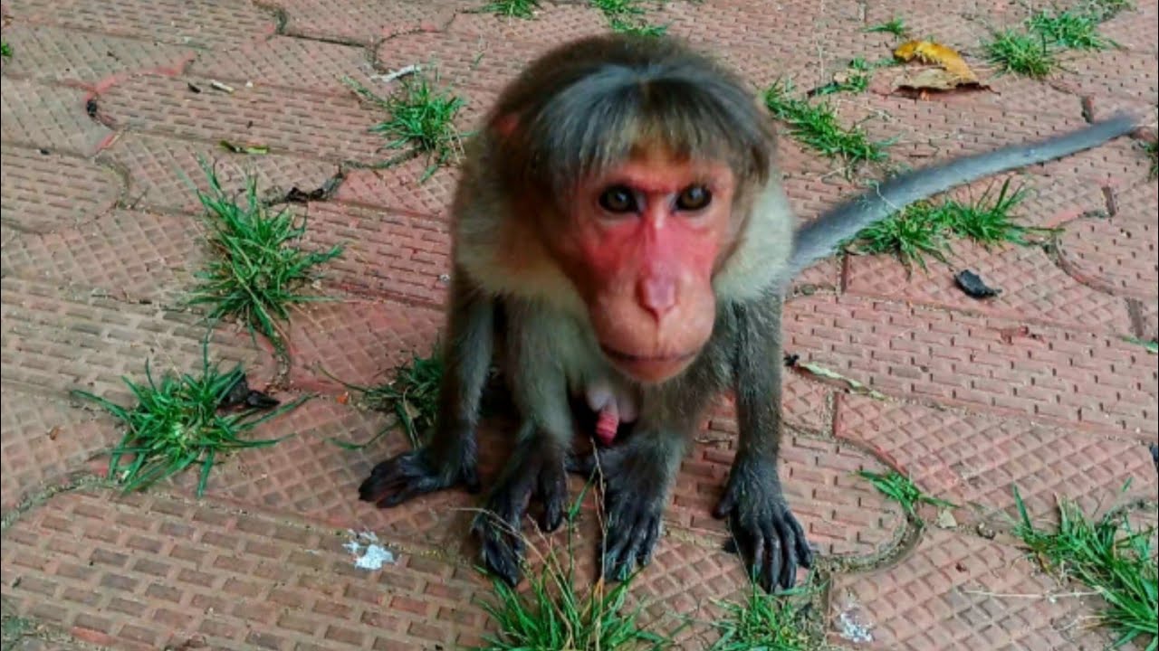 Real wildlife. Kerala top place. Sharngakavu. Monkey. Macaca. Macaque ...
