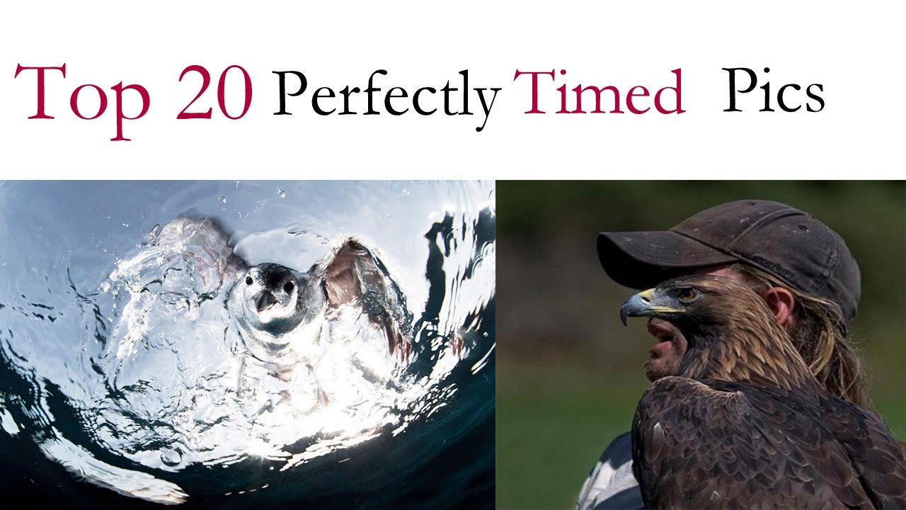Perfectly Timed EPIC Photos - YouTube
