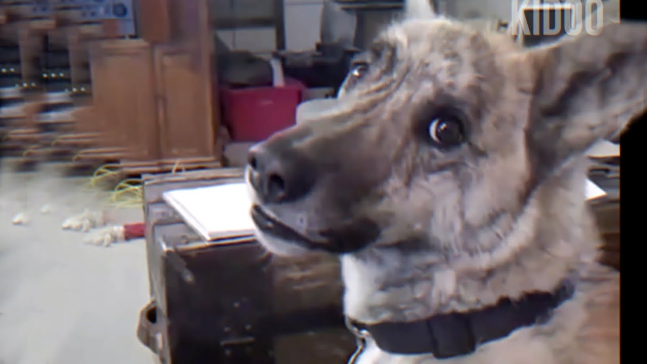 Funny talking animal - Dogs can talk 🤣🤣 - YouTube