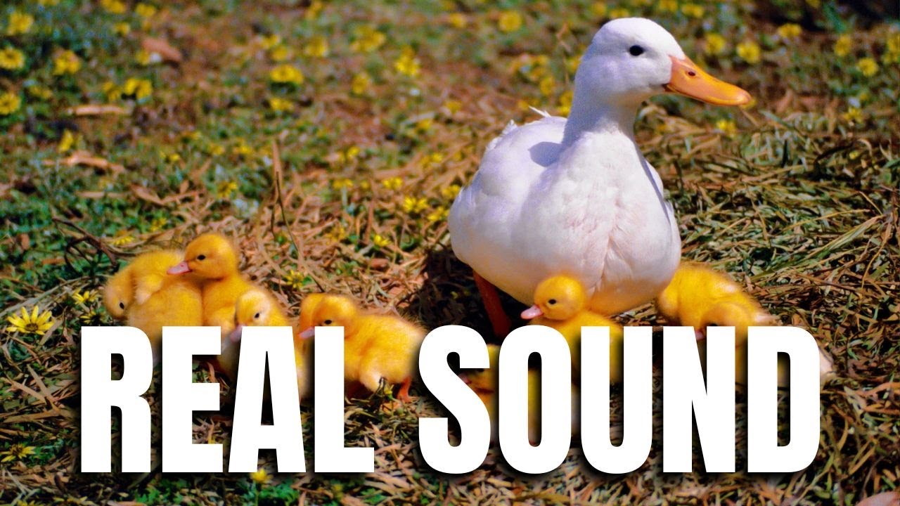 Duck Sound - Wild Animal Sounds #duck #ducks - YouTube