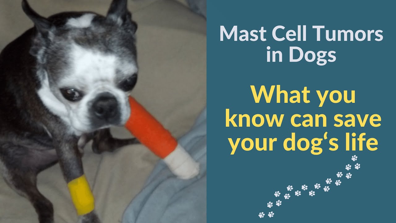 Mast Cell Tumors in Dogs - The Most Common Form of Skin Cancer - YouTube