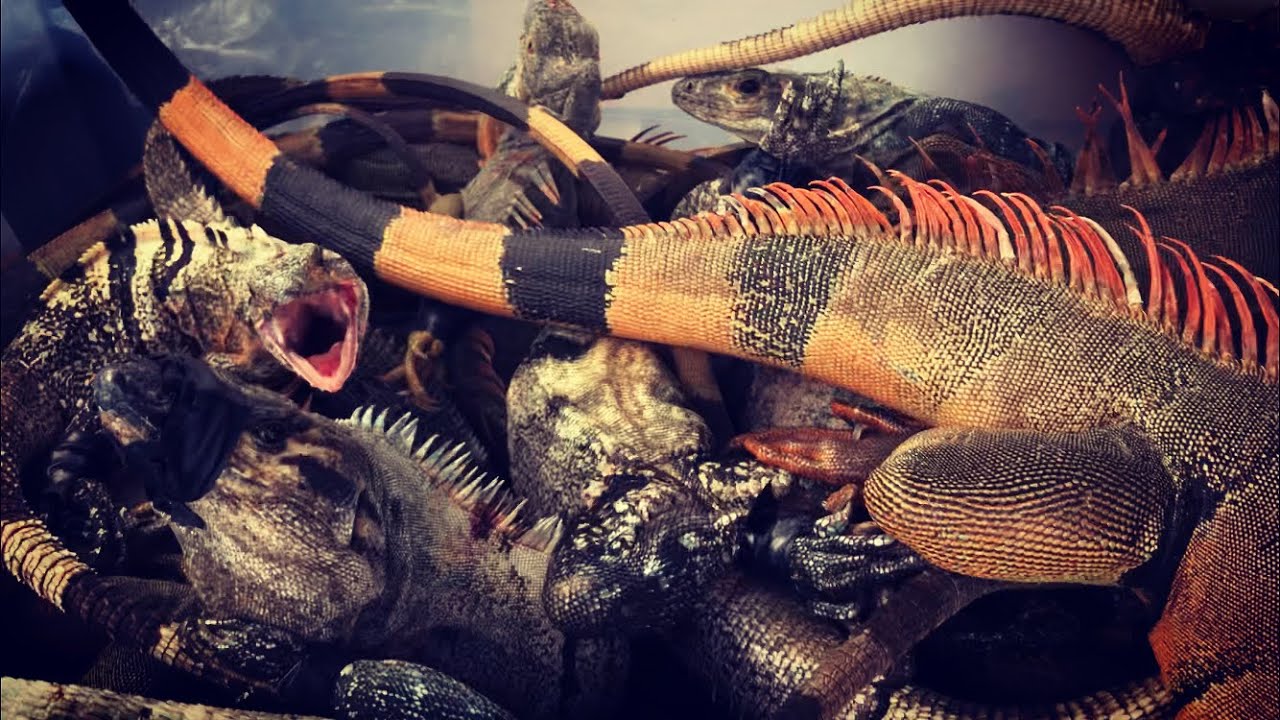 Iguana Removal Job! Girl Hunters Take Florida’s Iguana Problem Into ...