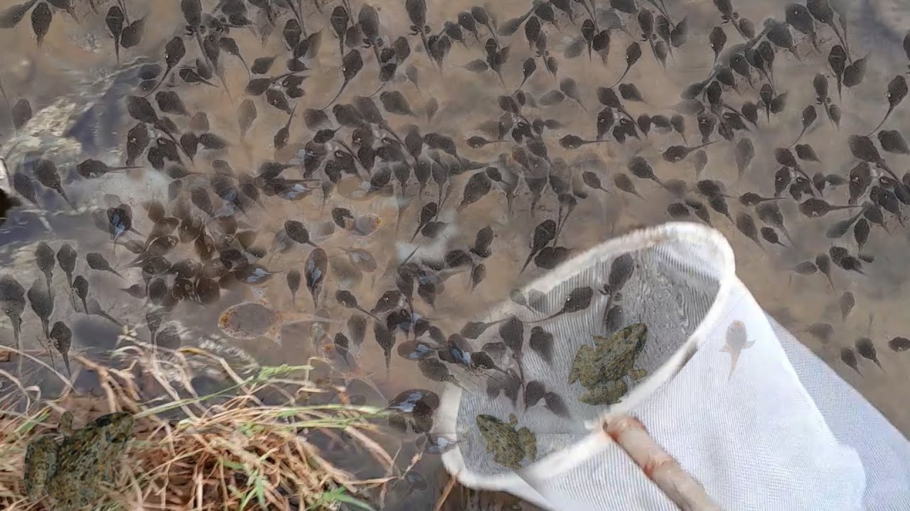 AMAZING.. I Found many small fish, frogs, tadpoles, and shrimp living ...