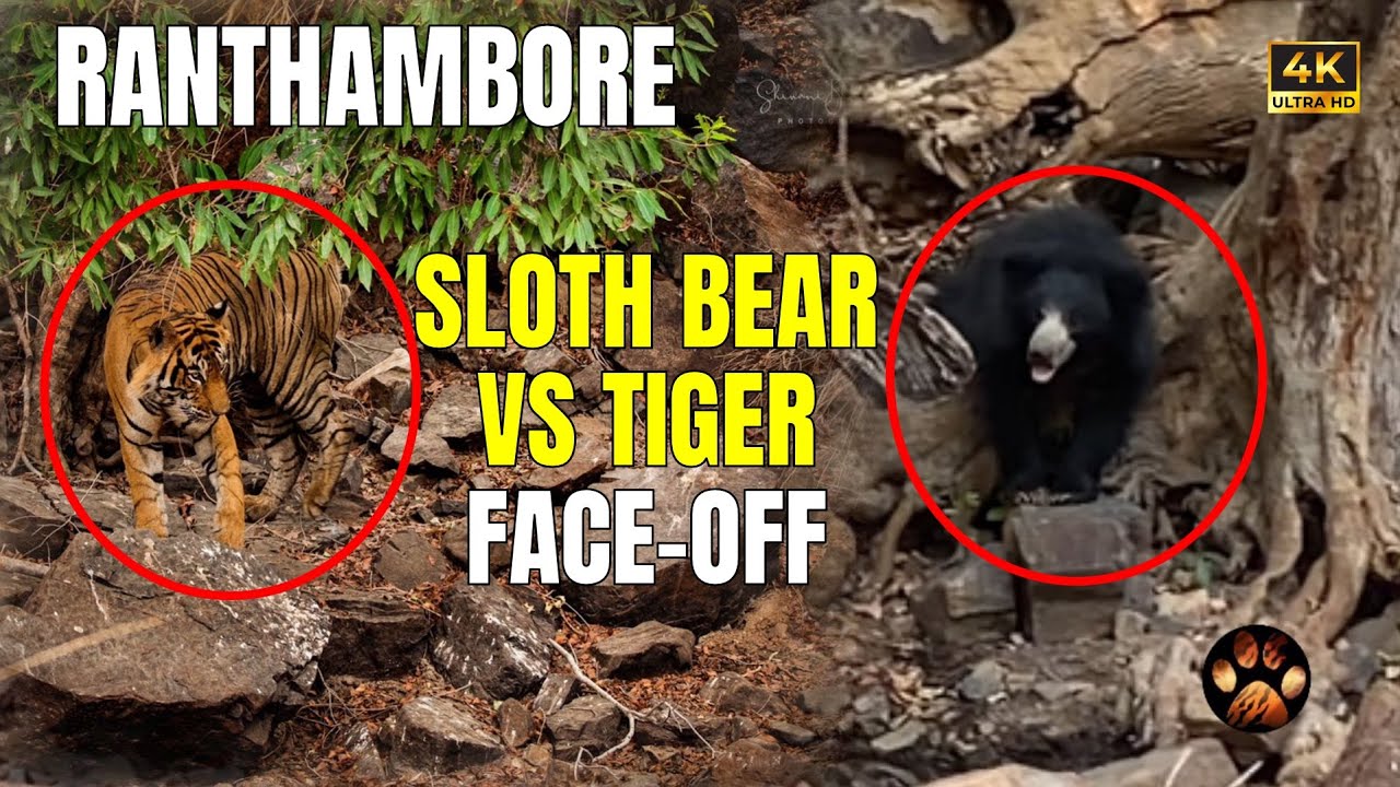 Tiger and Sloth Bear Face Off in Ranthambore Zone 10 | Exclusive Close ...