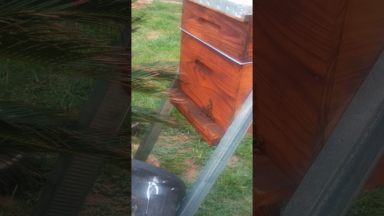 Bees from a trash to a beehive - YouTube