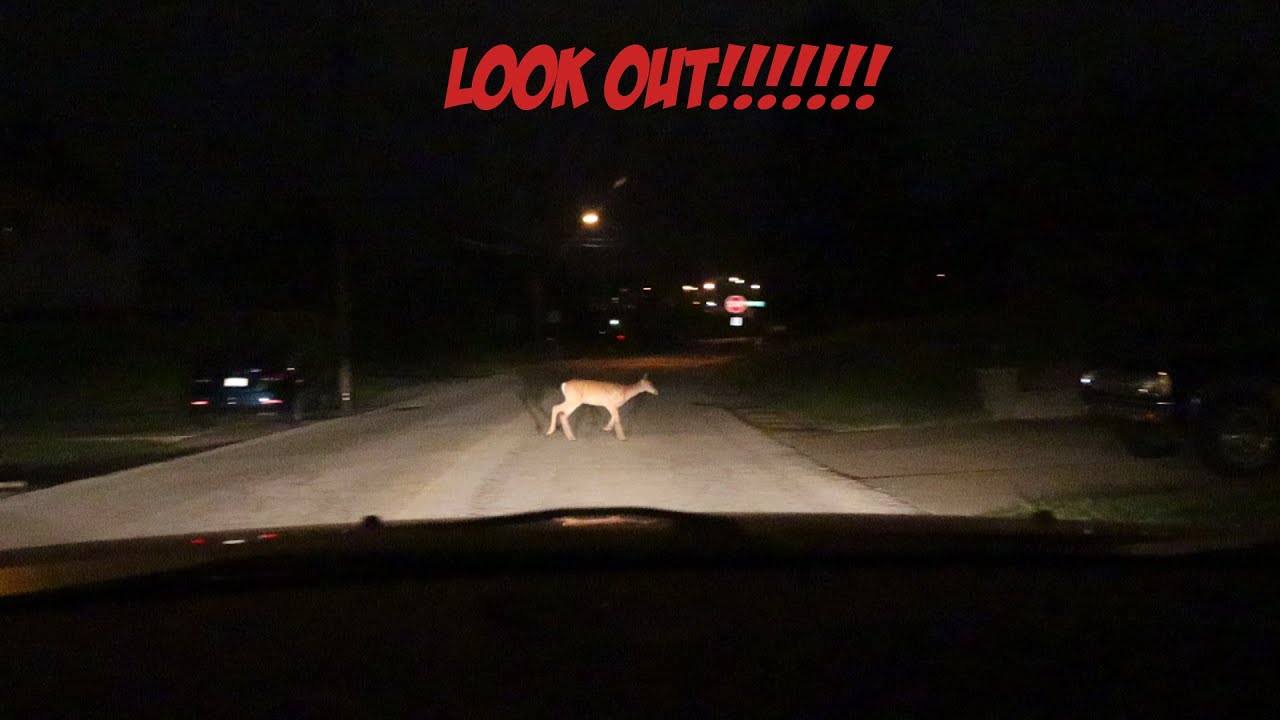 I almost hit a deer - YouTube