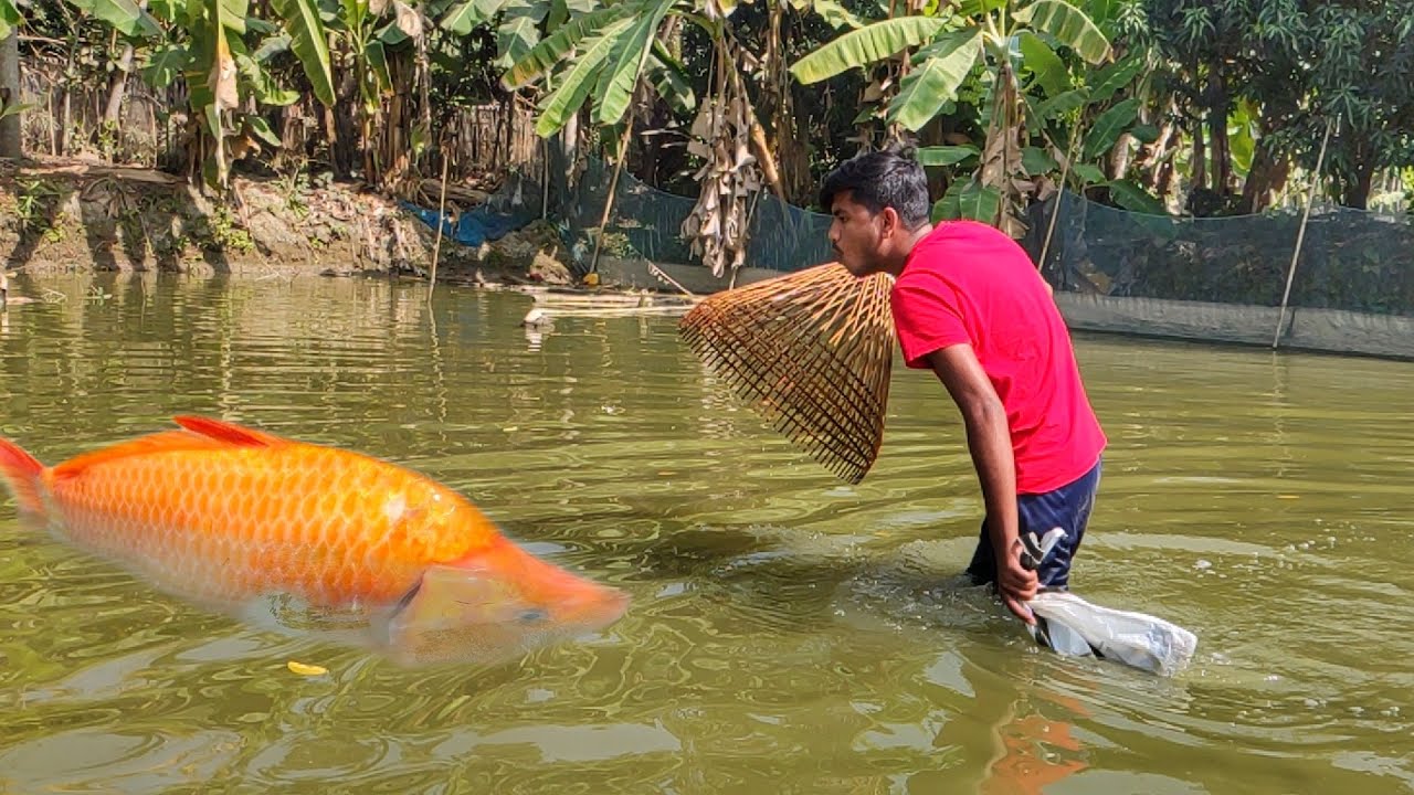 Unique Best Hand Fishing Video 2023 Traditional Boy Catching Fish By ...