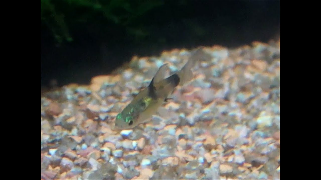 ゲリウスバルブ Golden Dwarf Barb Pethia gelius - YouTube