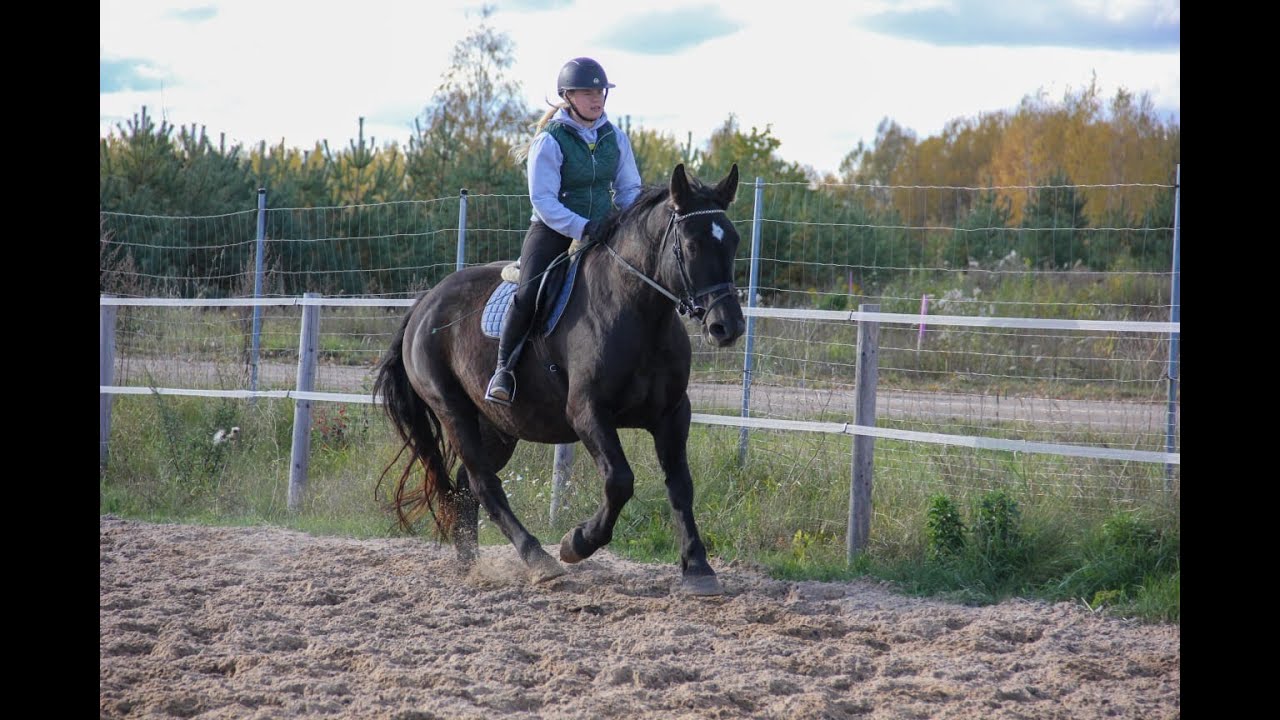5yo nice, heavy type mare, 166 cm ru - YouTube