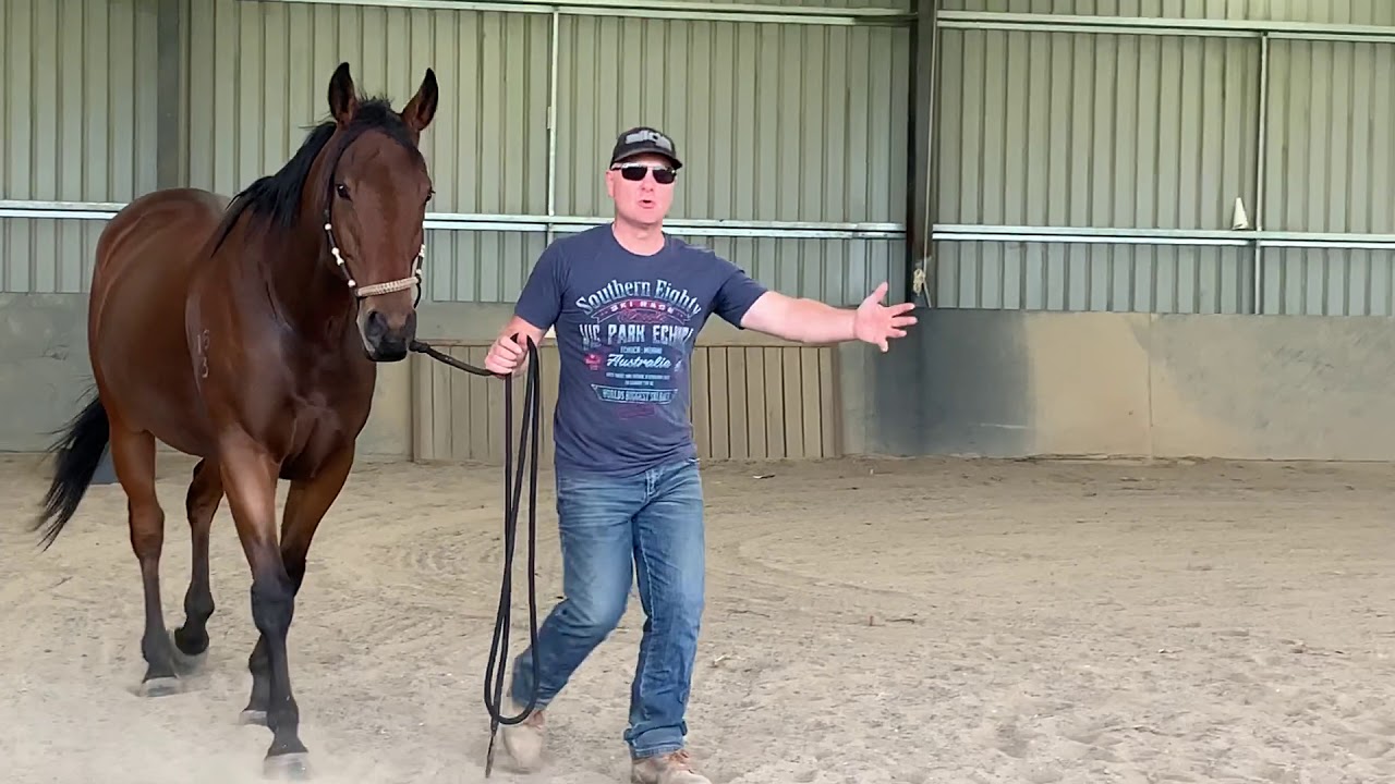 Make your horse more responsive and built connection (matching steps ...