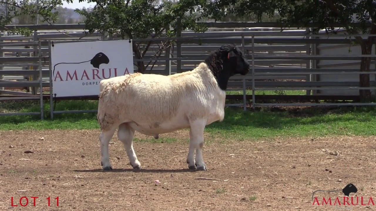 Lot 11 - Amarula Dorper Stud Ram 2020 - YouTube
