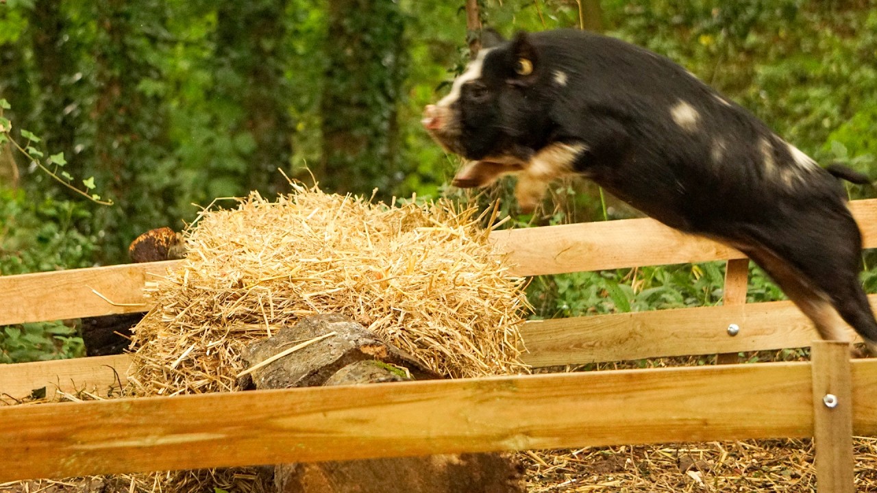 These Pigs can Jump! – Pig Race Finals! - YouTube