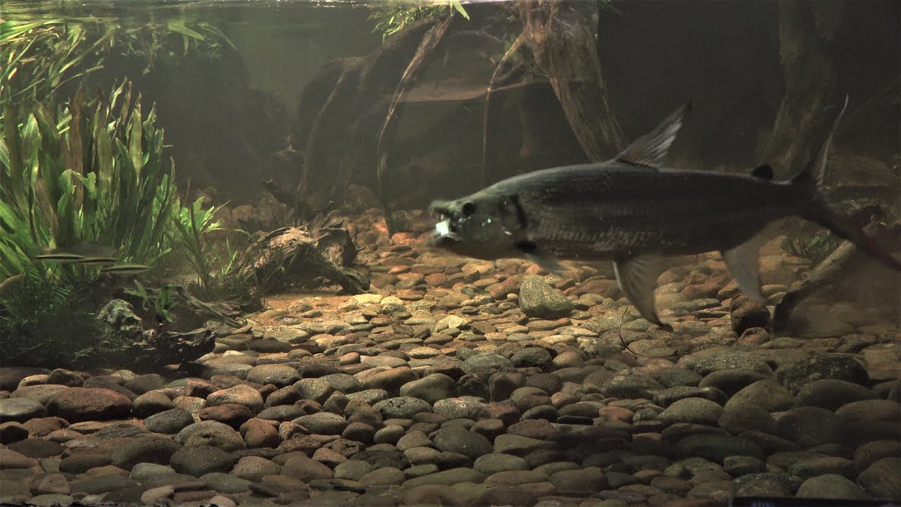 goliath tigerfish spectacular natural hunt and catch - YouTube