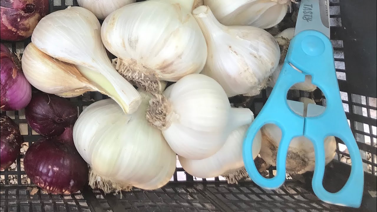 Garlic cleaning: is it really that EASY? - YouTube