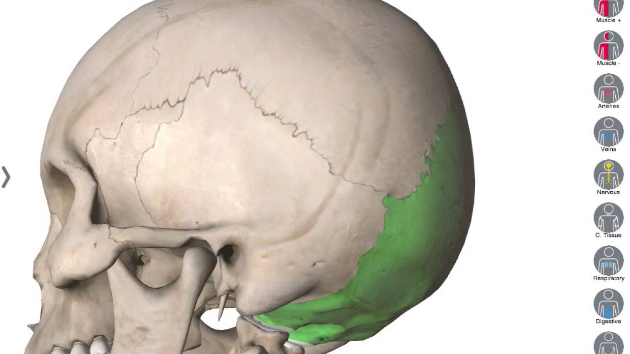 Huesos del cráneo 3D - YouTube