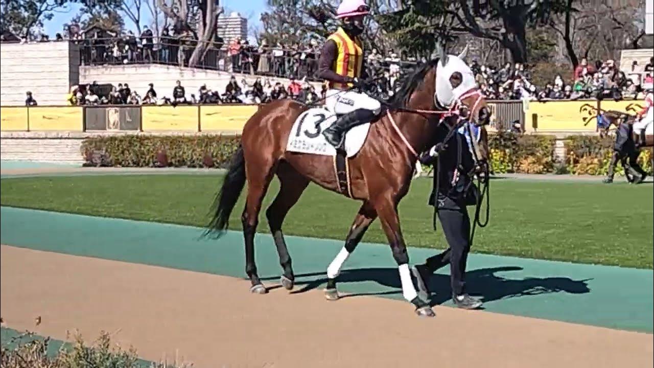 東京競馬場 2025/2/23 東京5R 3歳1勝クラス 芝1600m パドック 騎手騎乗 - YouTube