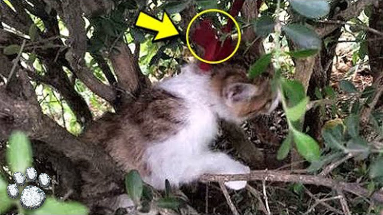 The Cat was Hung from a Tree and Left! Abandoned By its Owner, it ...