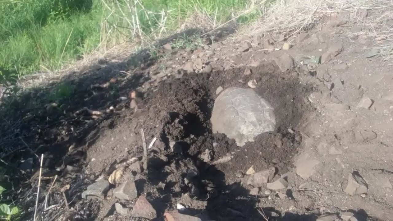 Snapping turtle buries itself to hide from me - YouTube