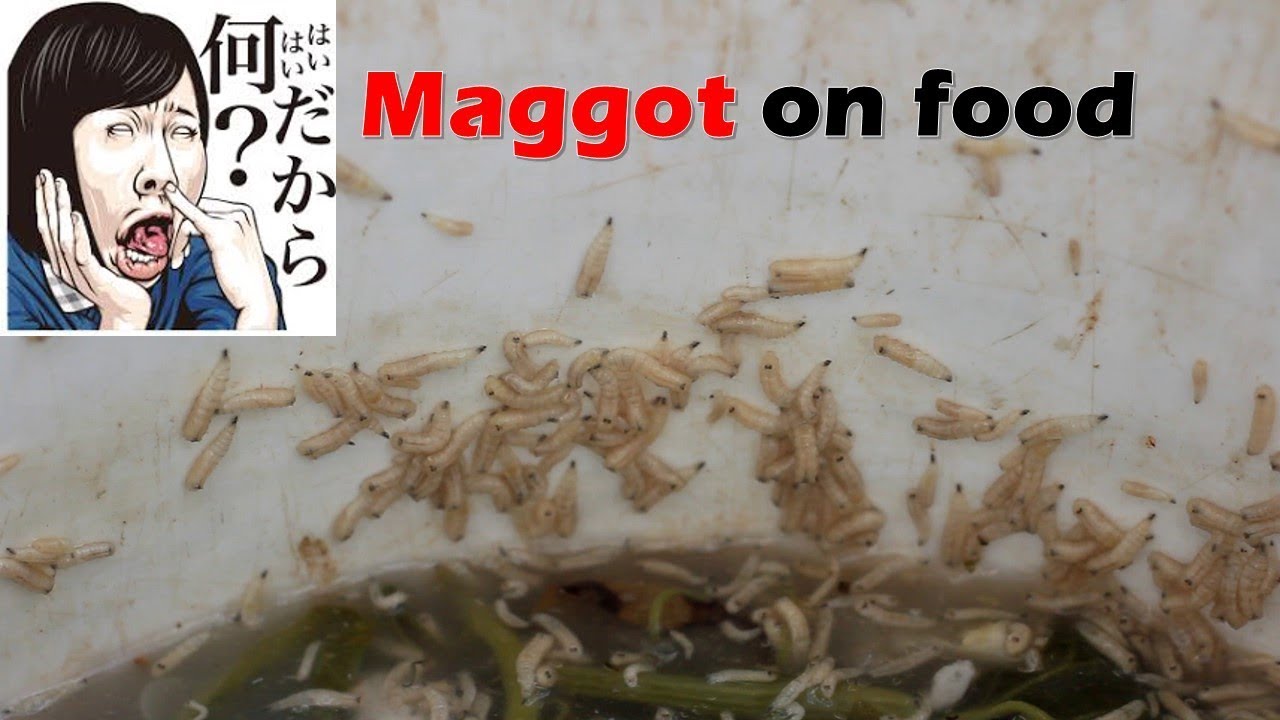 How to make Maggot at home.(Kas yoov coob heev) - YouTube