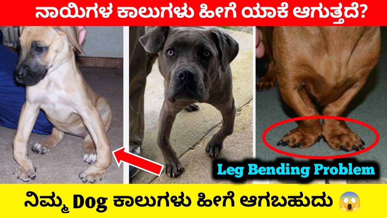 Dog Leg Bending problem Solution | ನಾಯಿಗಳ ಕಾಲುಗಳು ಹೀಗೆ ಯಾಕೆ ಆಗುತ್ತದೆ ...