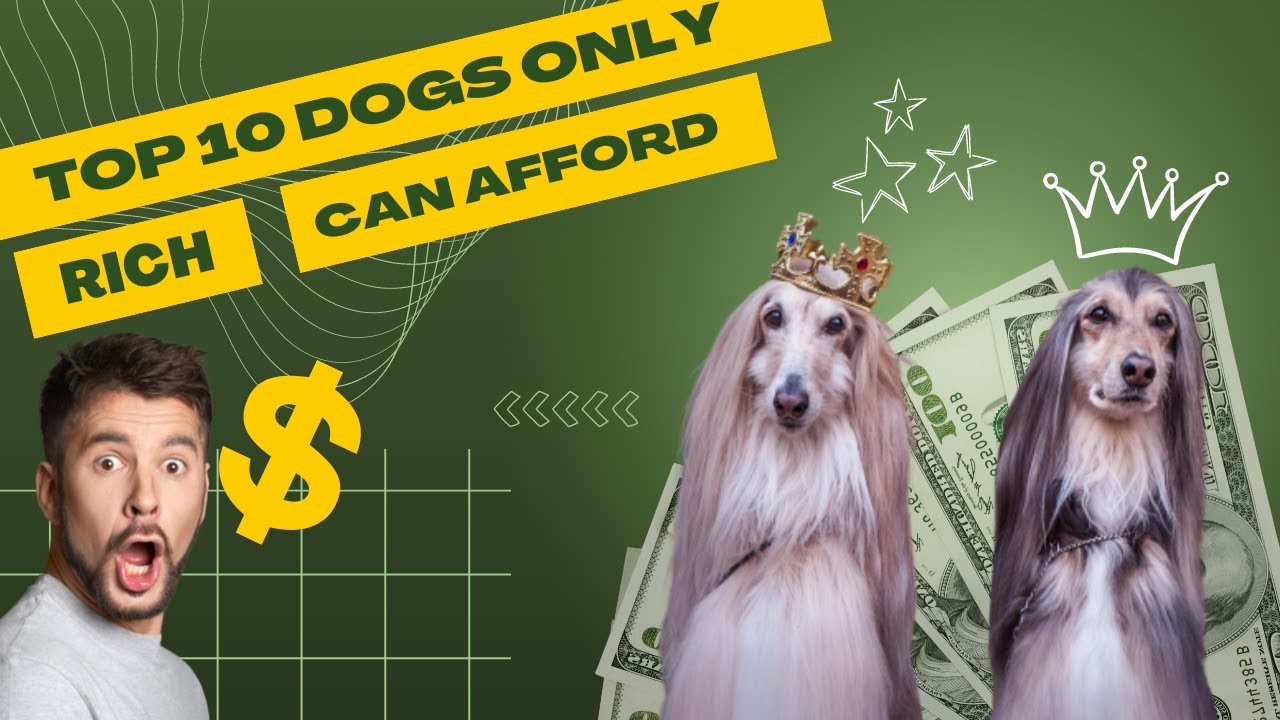 Million dollar Dog Club | 10 most expensive dogs only rich can afford ...