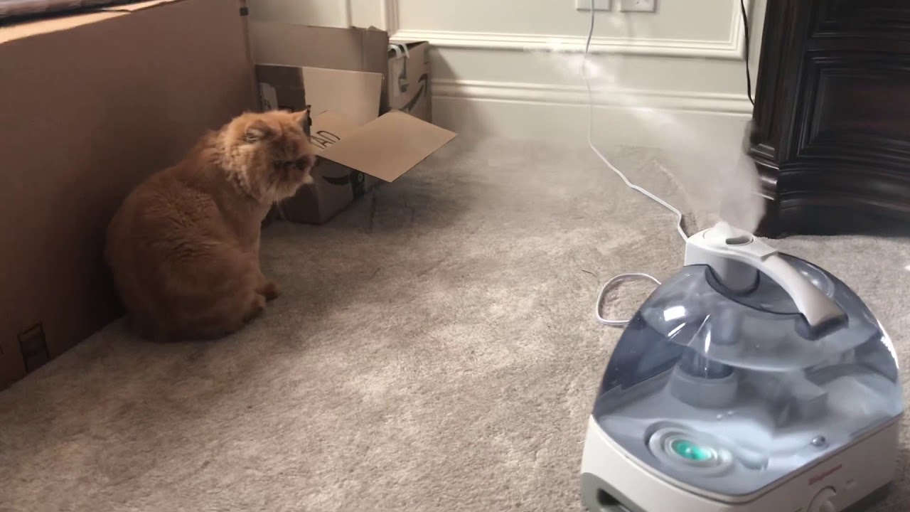 Fuzzy Sunshine Cat sees cool vapor mist - YouTube