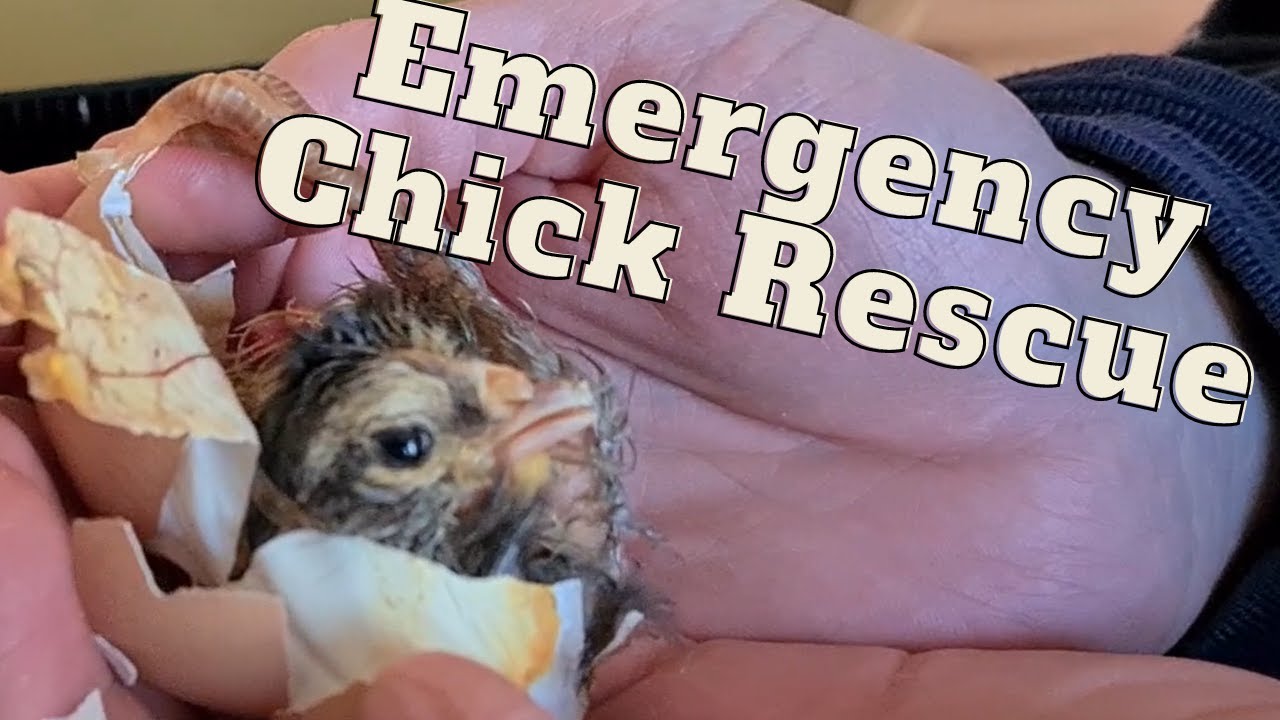 Emergency Rescue of Chick from Egg - YouTube