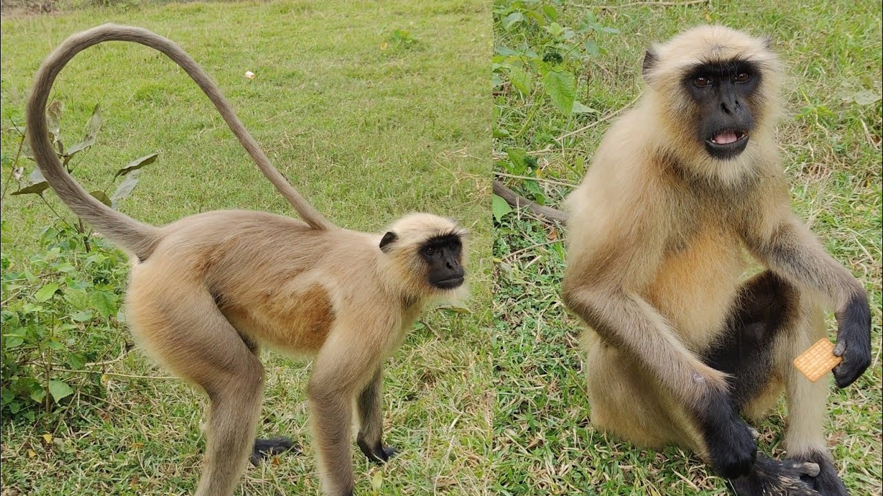 Langoor zoom Animal bandar video - YouTube