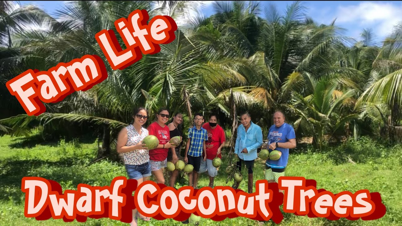 Nanguha at Kumain ng buko //Dwarf Coconut Trees//Farm Life - YouTube