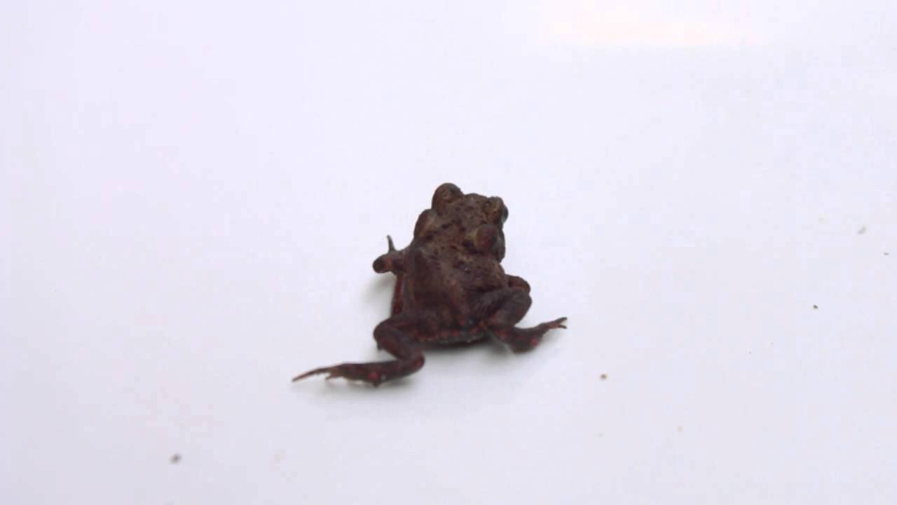 brave worm escapes from toads mouth - YouTube