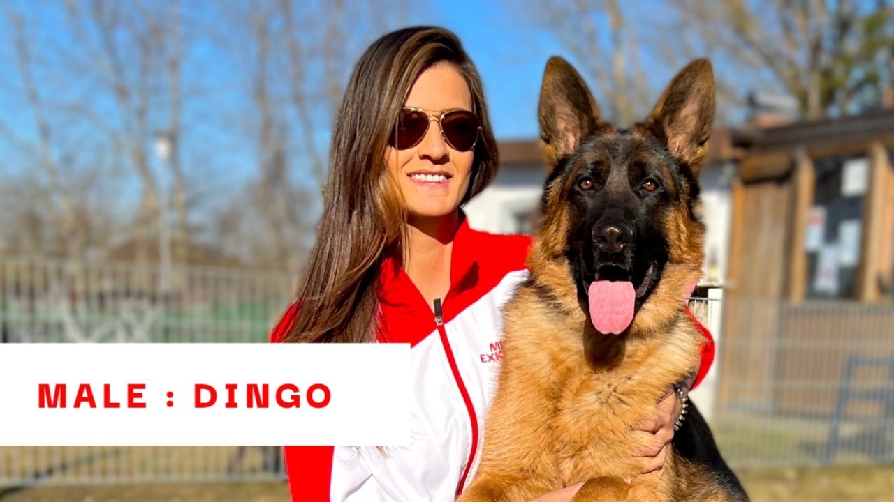 German Shepherd Training - YouTube