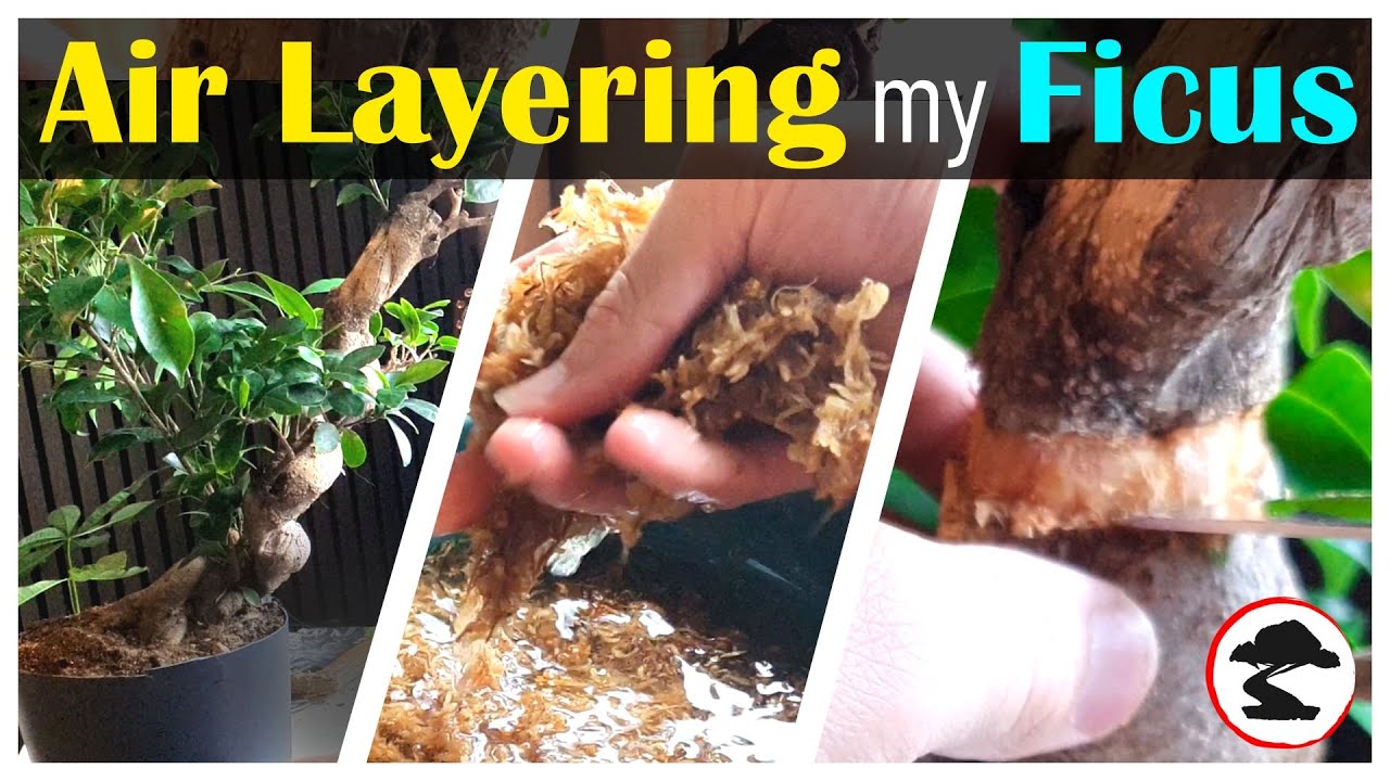 Air Layering a Grafted Ficus Retusa - 26August2023 - YouTube