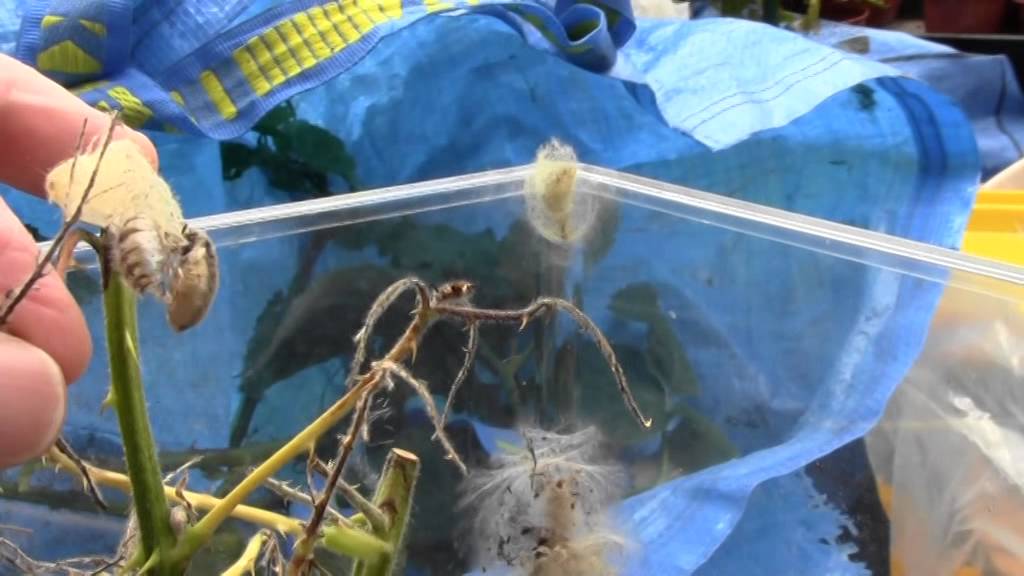 Rusty tussock moth, vapourer moth female - YouTube