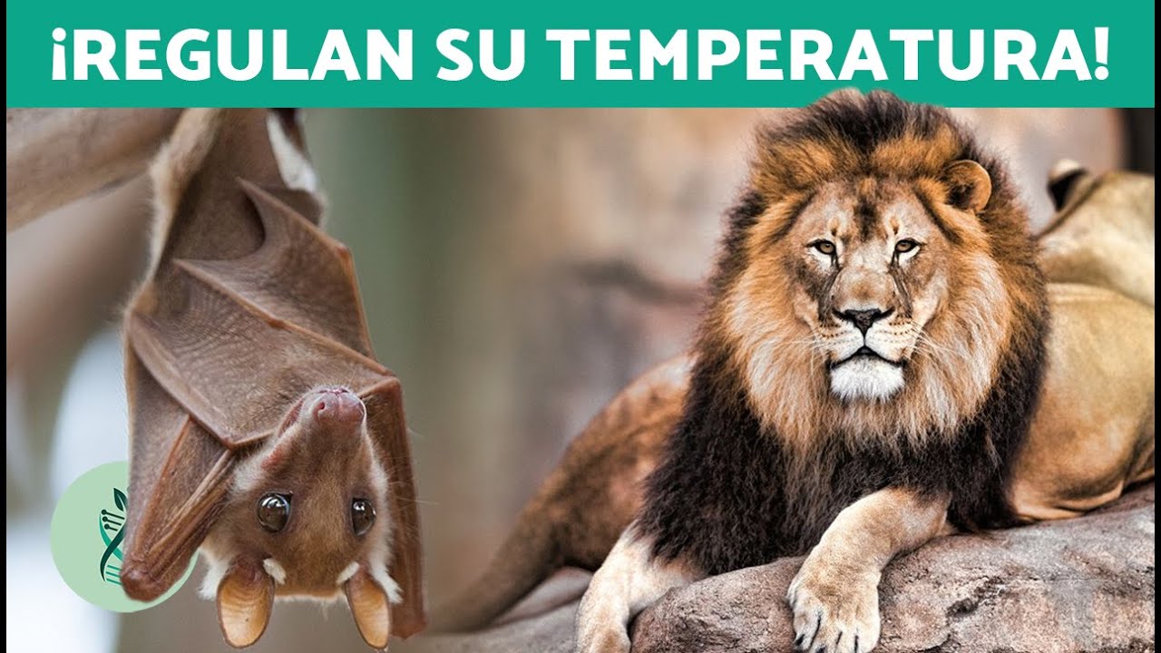 ¿QUÉ son los ANIMALES ENDOTERMOS? 🦇🐘 DIFERENCIA entre ANIMALES ...