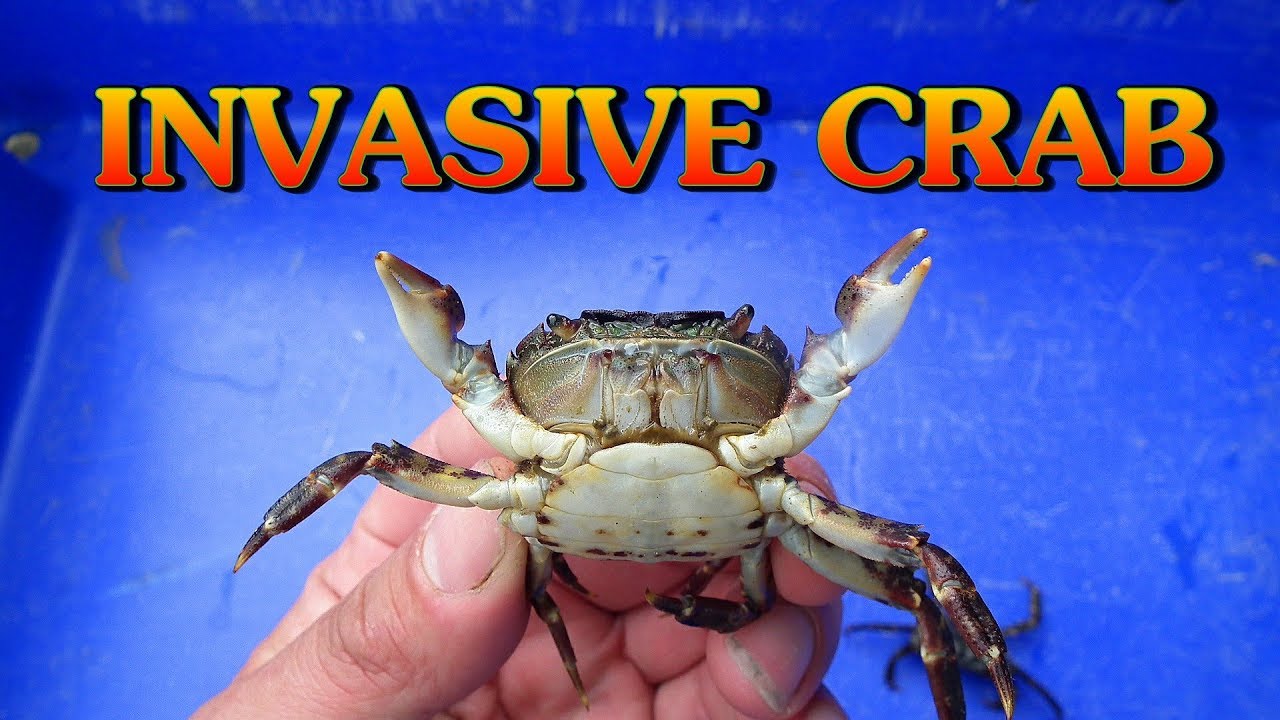 Invasive Crab Species Gains A Foothold ( Hemigrapsus sanguineus ) - YouTube