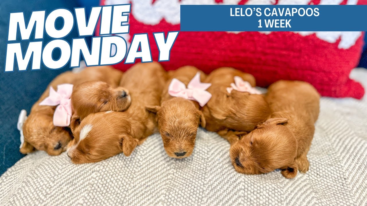 Lelo's Cavapoos 1 week - YouTube