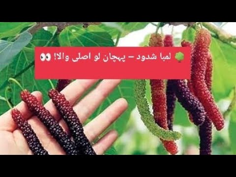 🍃 Long Round Shadud Tree – شدود کے فائدے اور خاص پہچان | Beautiful ...