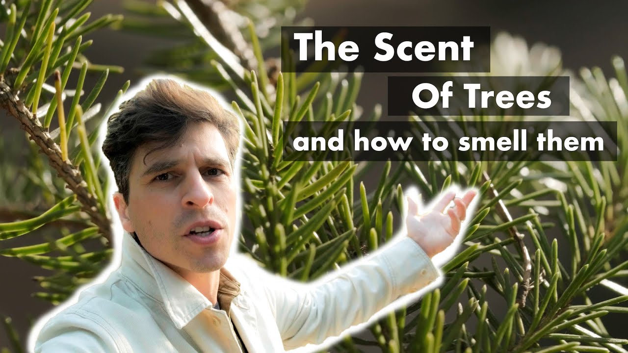 Scent of Trees - How you can smell the forest - YouTube
