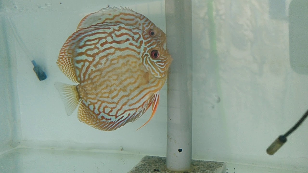 Breeding pair discus laying eggs - YouTube